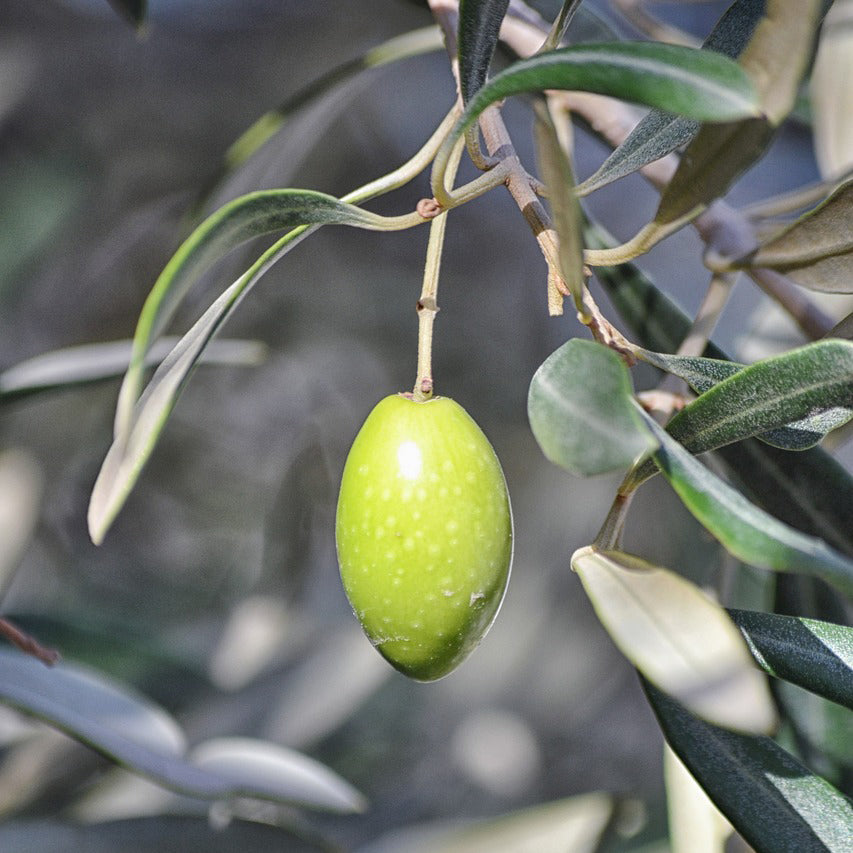 Single Source, Estate Grown, Greek Extra Virgin Olive Oil PGI Chania ...
